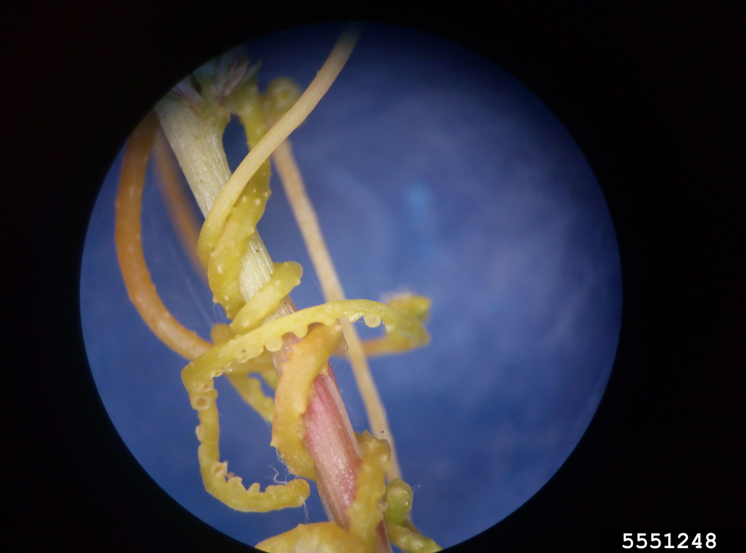 dodder (Genus Cuscuta L.)