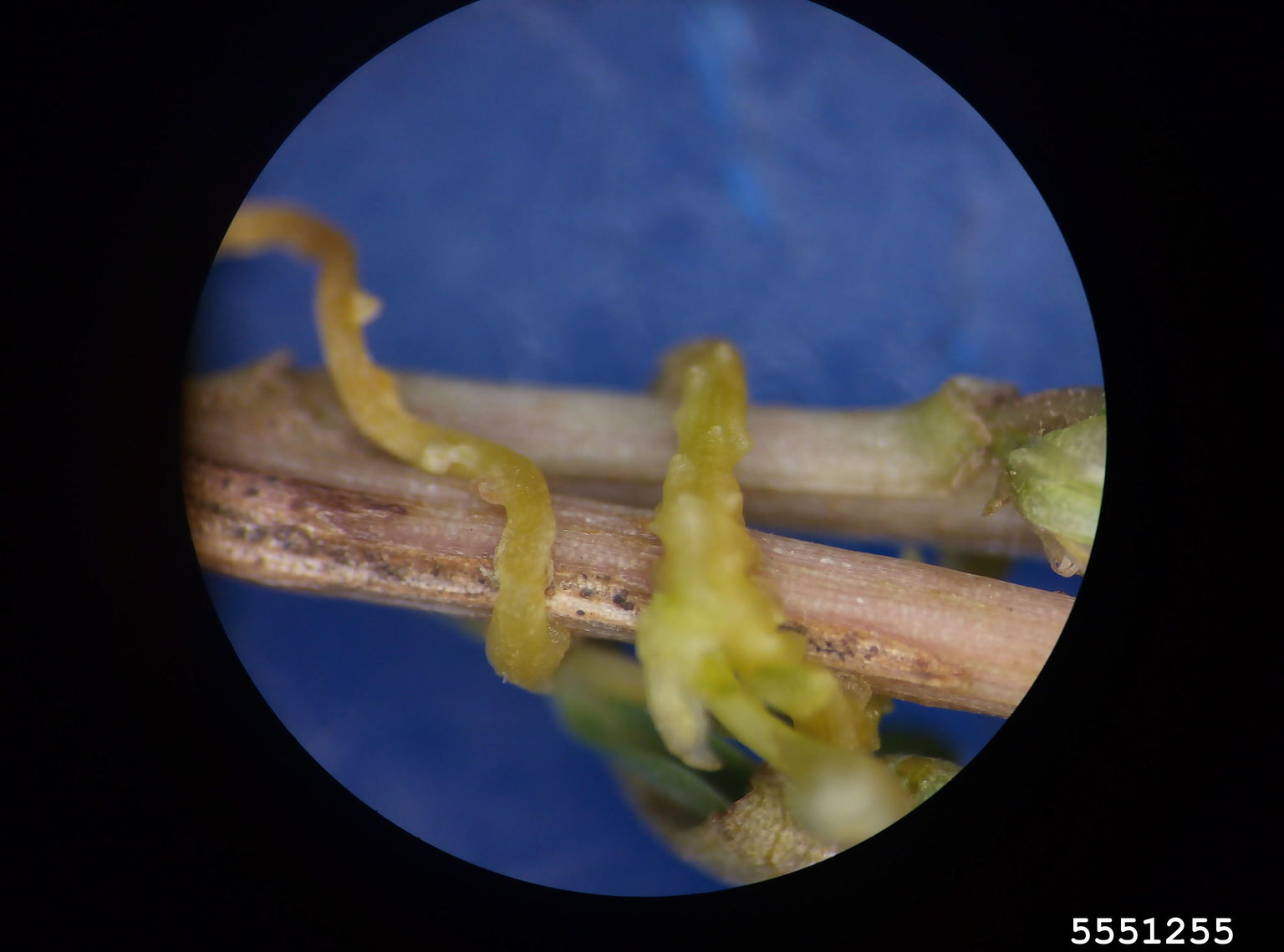 dodder (Genus Cuscuta)