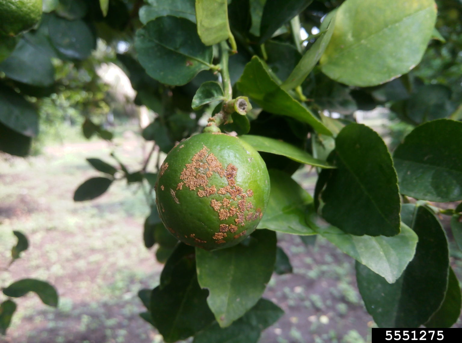 citrus canker (Xanthomonas citri (ex Hasse 1915) Gabriel et al. 1989)