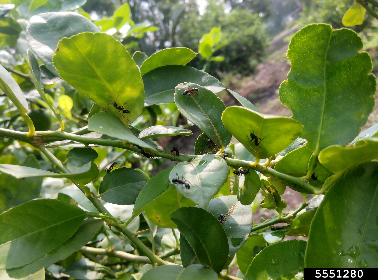 citrus canker (Xanthomonas citri (ex Hasse 1915) Gabriel et al. 1989)
