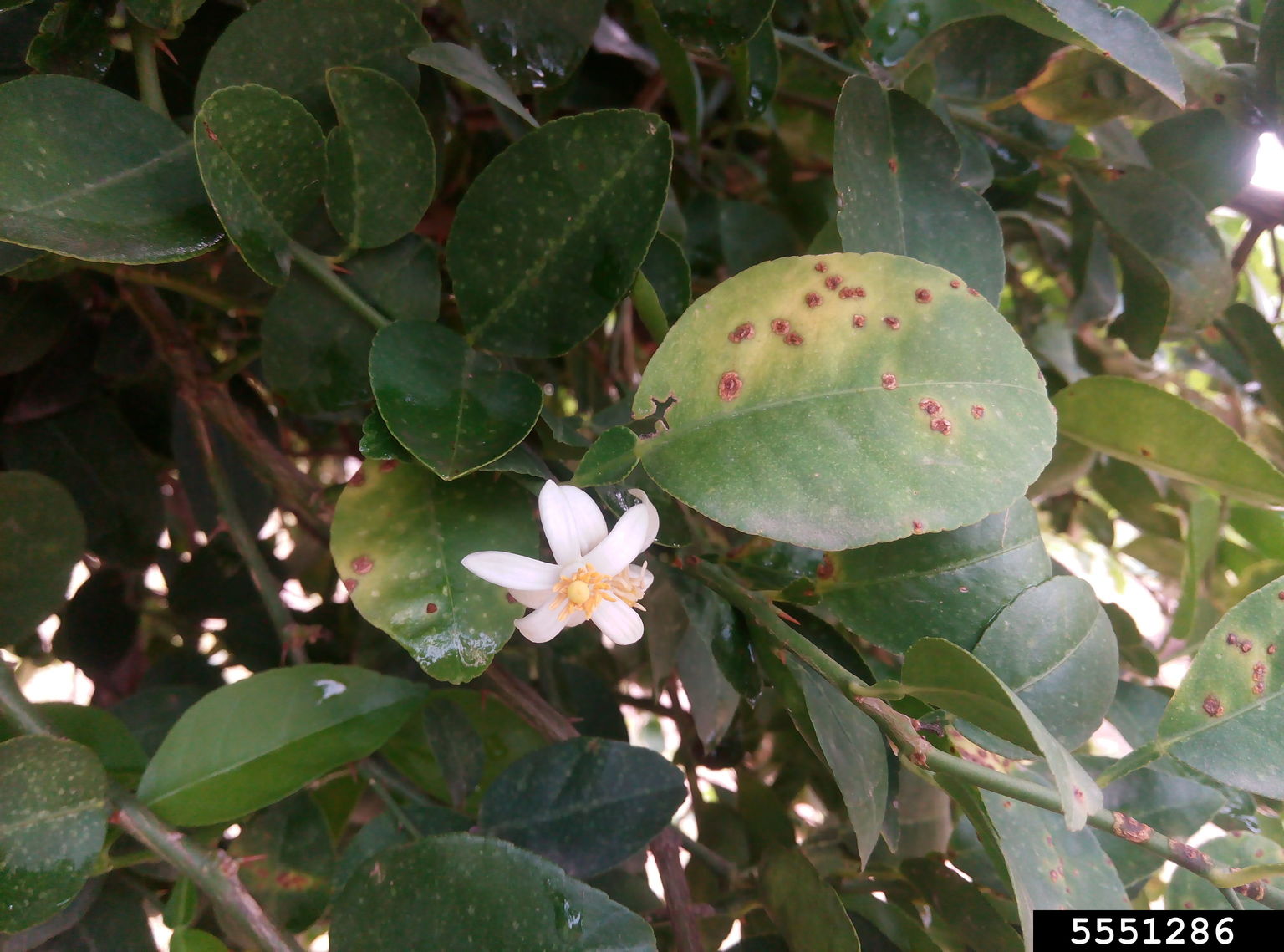 citrus canker (Xanthomonas citri (ex Hasse 1915) Gabriel et al. 1989)