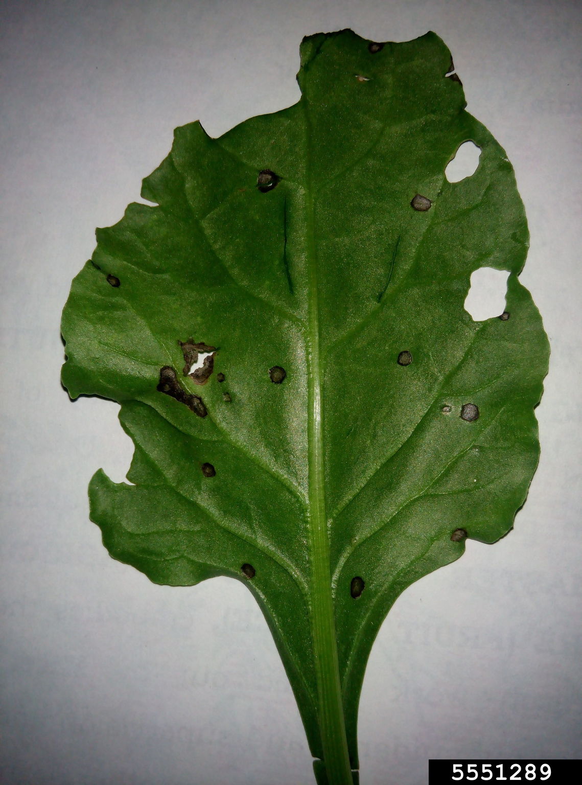 Cercospora leaf spot (Cercospora beticola Sacc.)