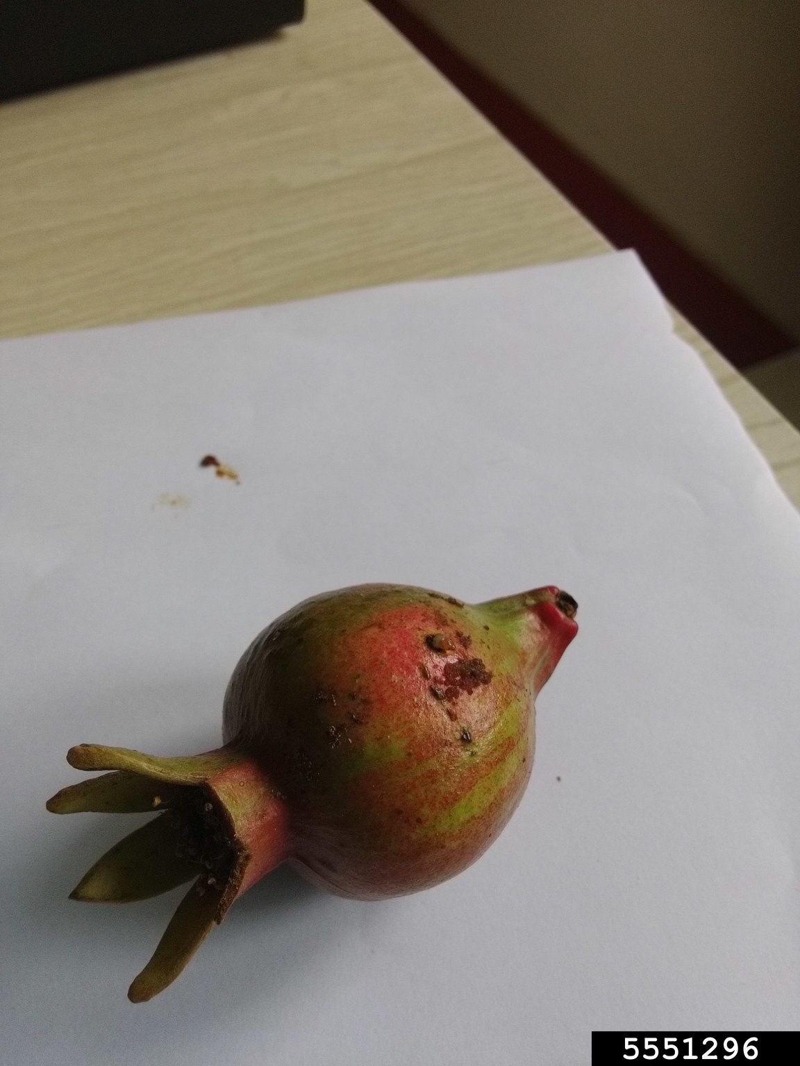 Common Guava Blue (Deudorix isocrates)