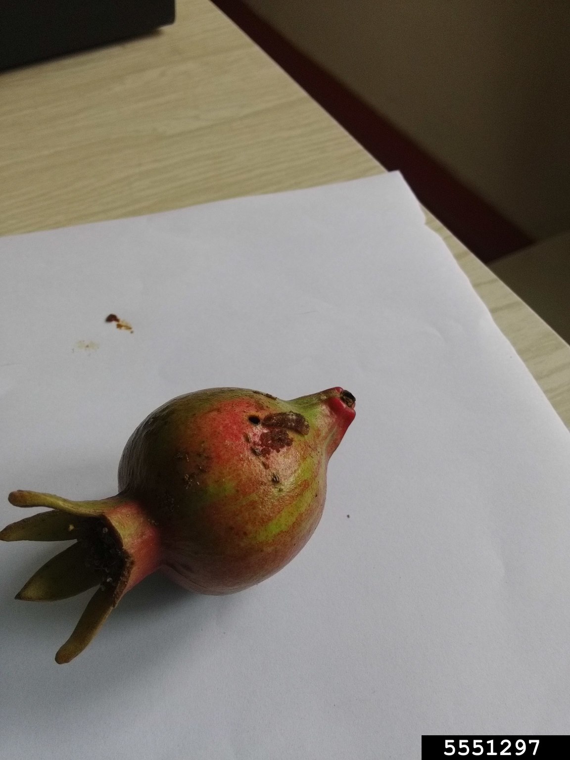 Common Guava Blue (Deudorix isocrates)