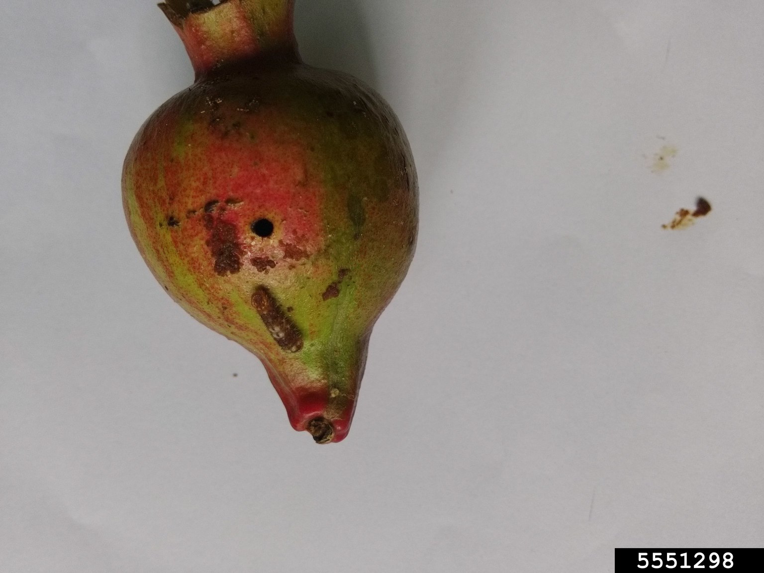 Common Guava Blue (Deudorix isocrates (Fabricius, 1793))