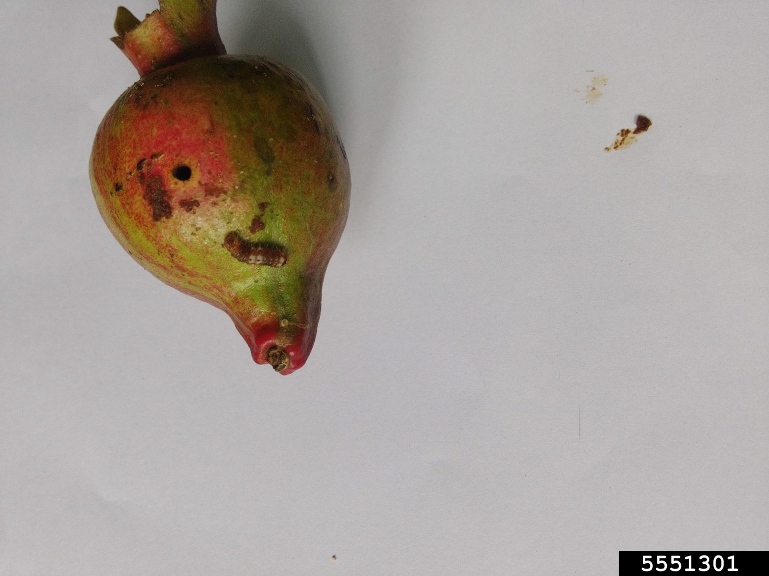 Common Guava Blue (Deudorix isocrates)