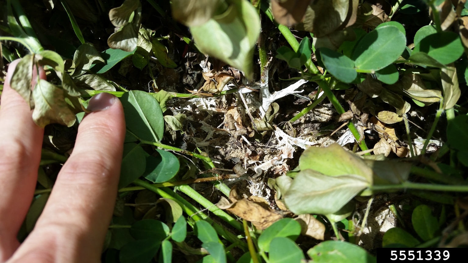 southern blight (Athelia rolfsii)