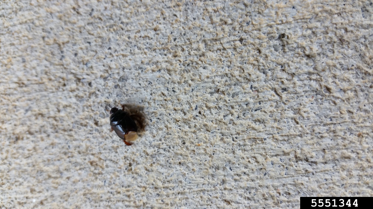 burrower bug (Pangaeus bilineatus Say, 1825)