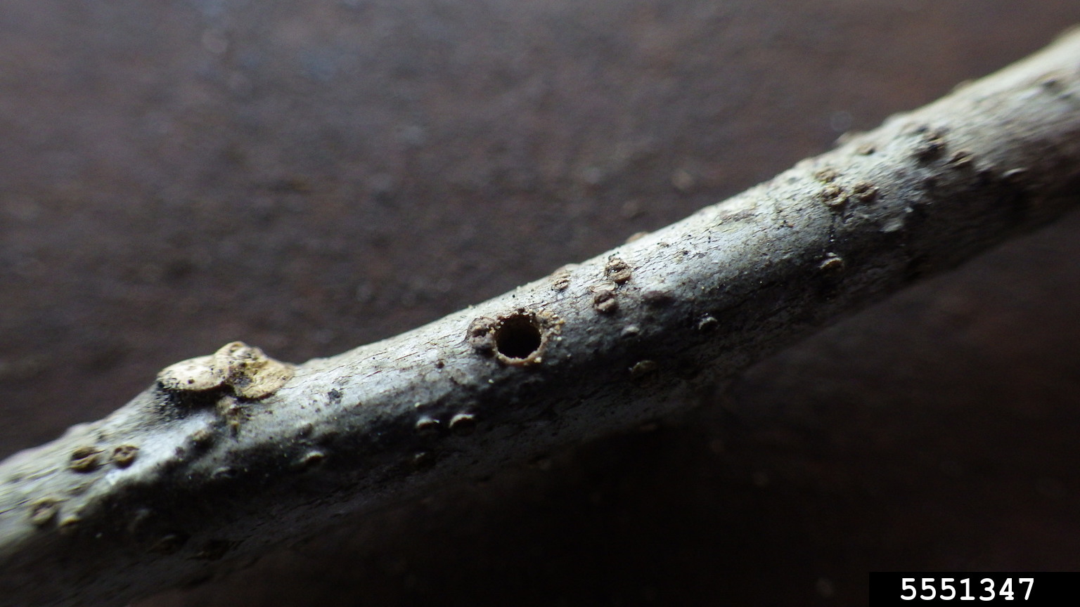black twig borer (Xylosandrus compactus)