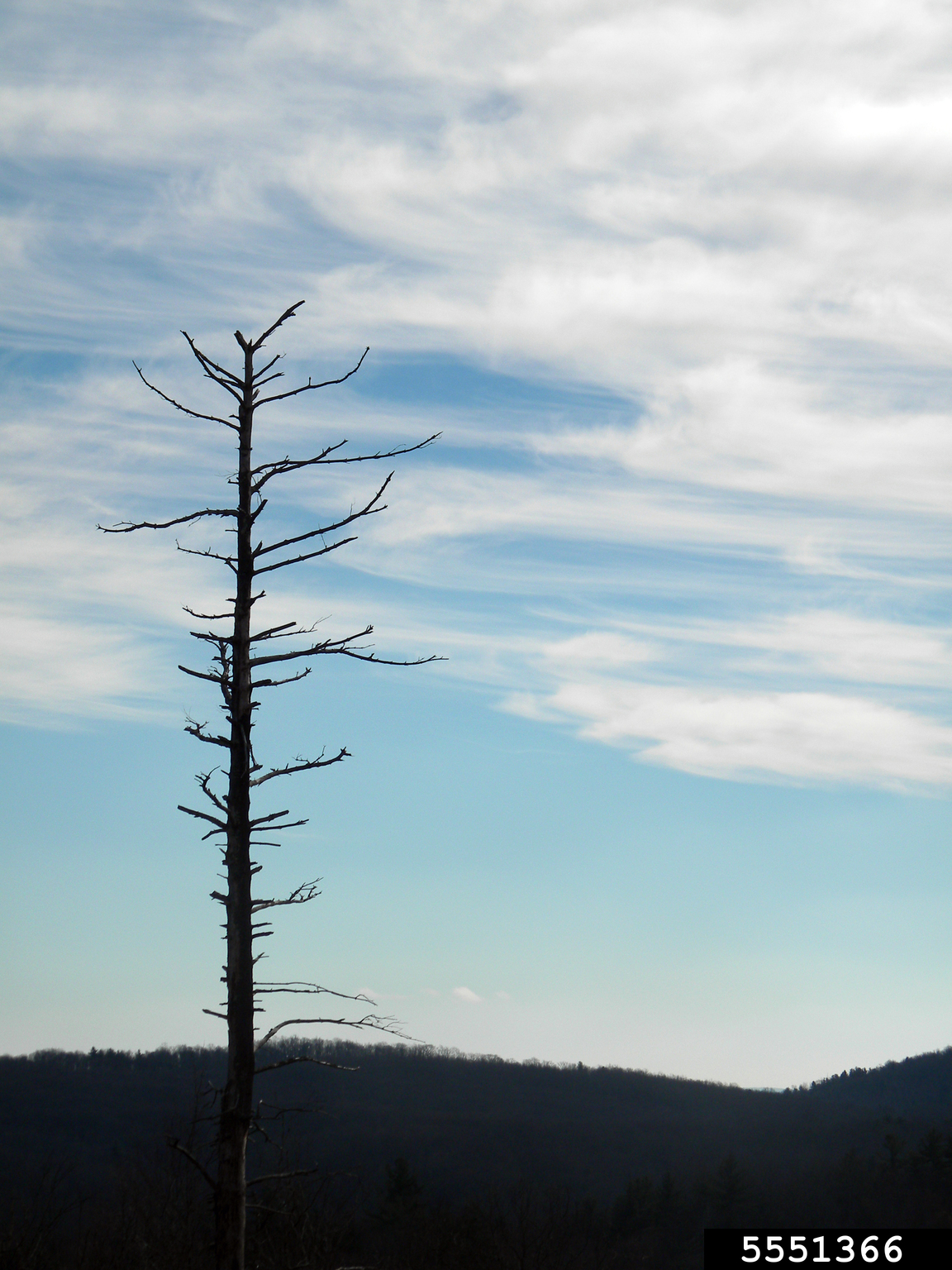 spongy moth (formerly gypsy moth) (Lymantria dispar (Linnaeus))
