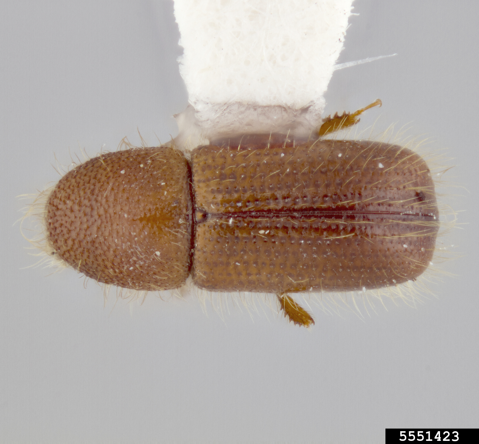 bark beetle (Dryocoetes affaber (Mannerheim, 1852))