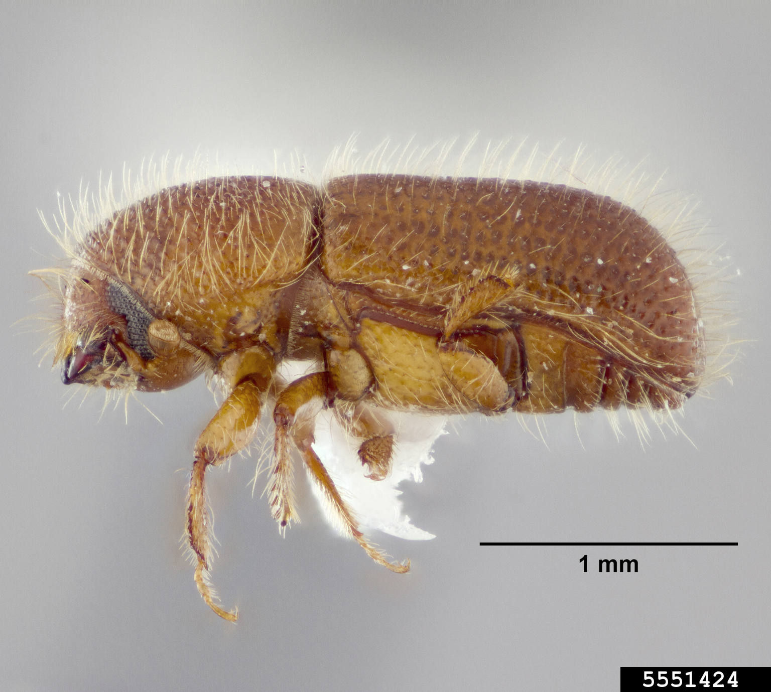bark beetle (Dryocoetes affaber (Mannerheim, 1852))