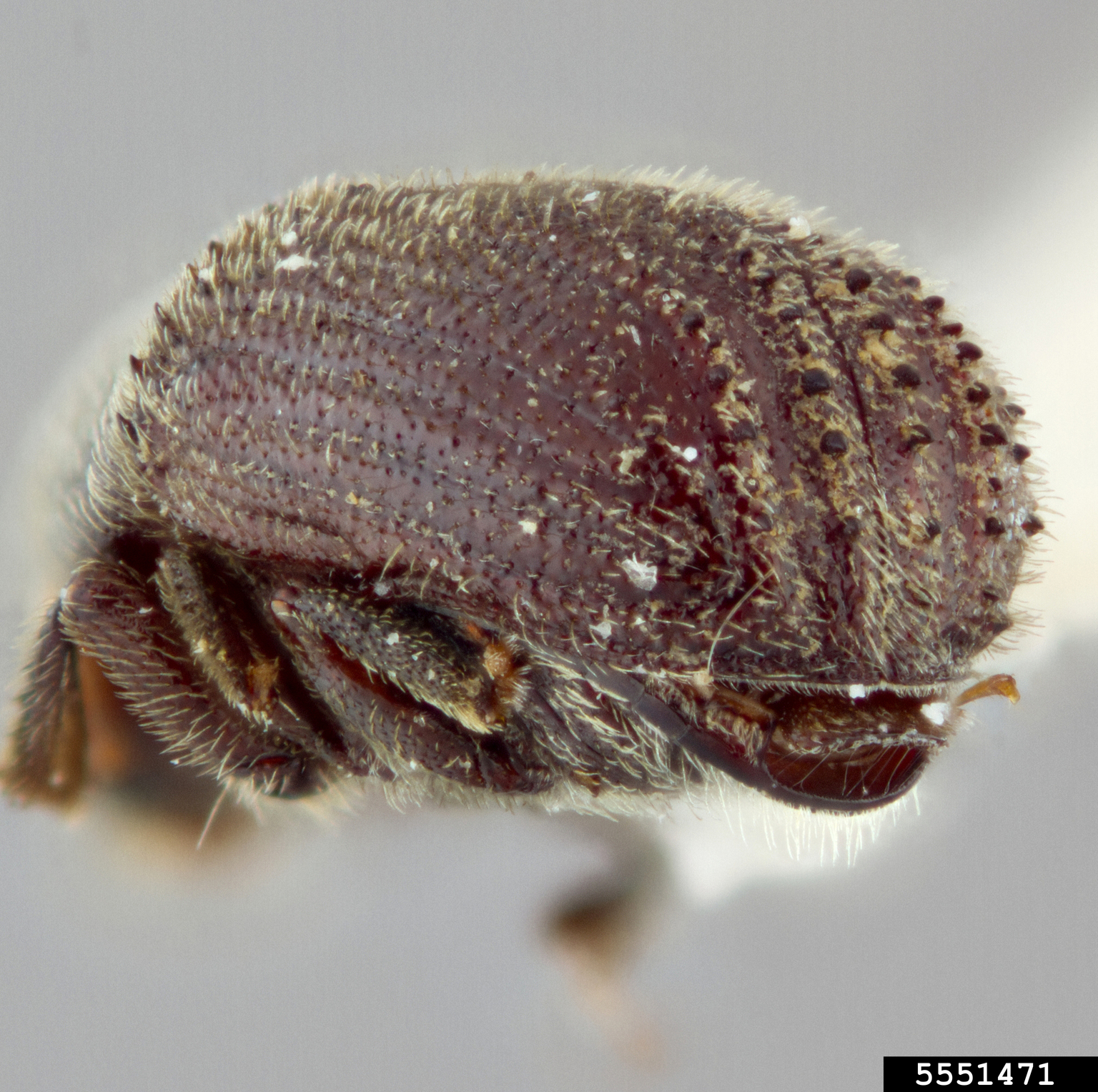 bark beetle (Phloeosinus canadensis)