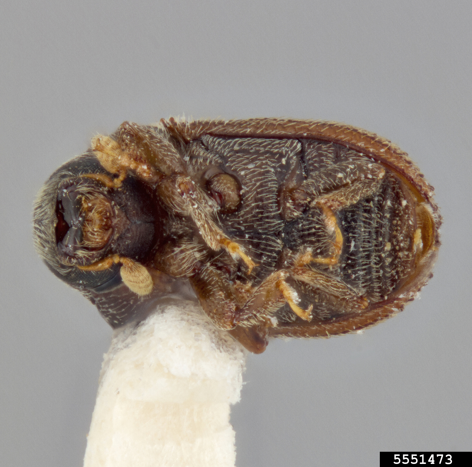 bark beetle (Phloeosinus taxodii Blackman)