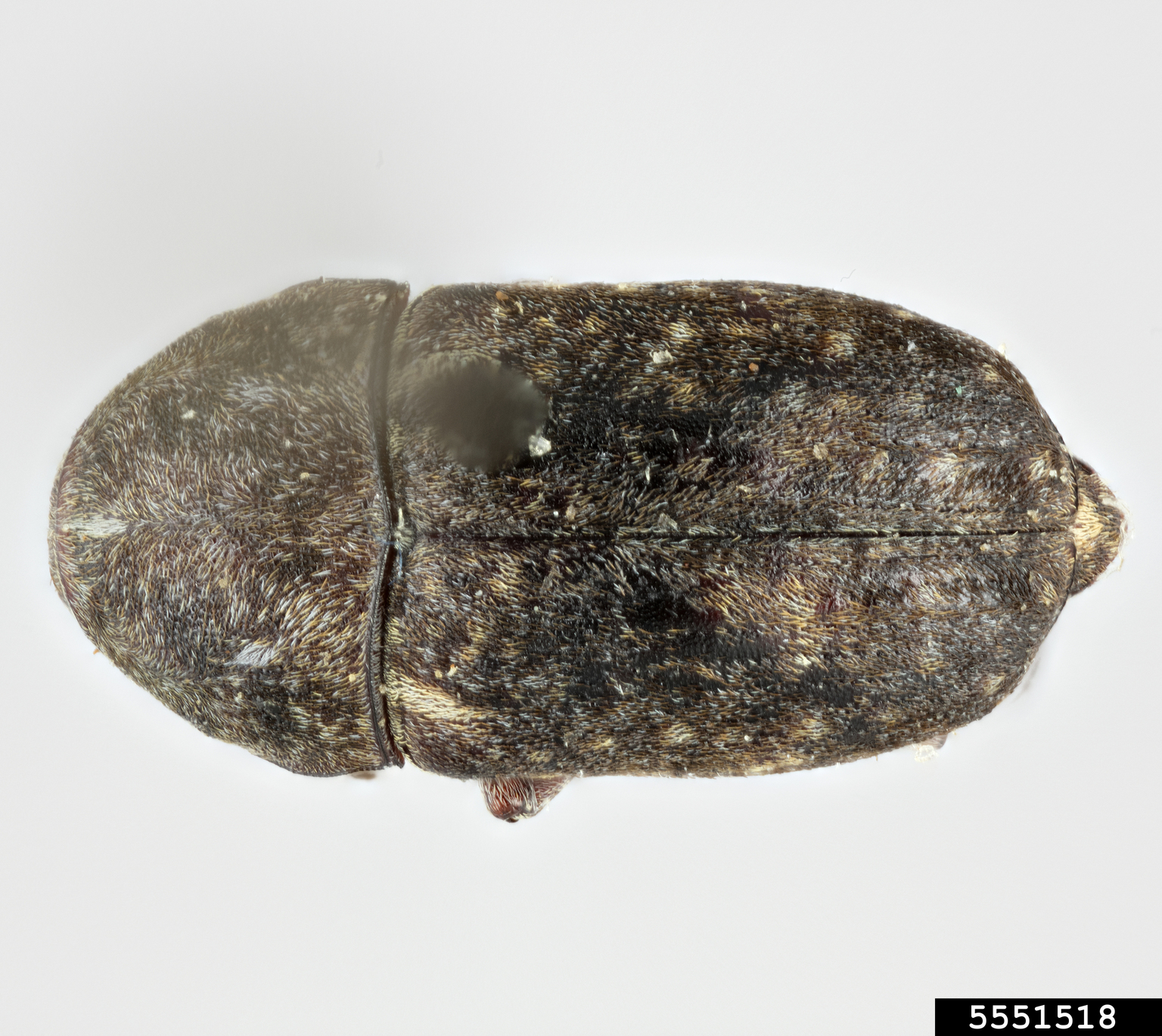 mauna loa bean beetle (Araecerus cumingi)