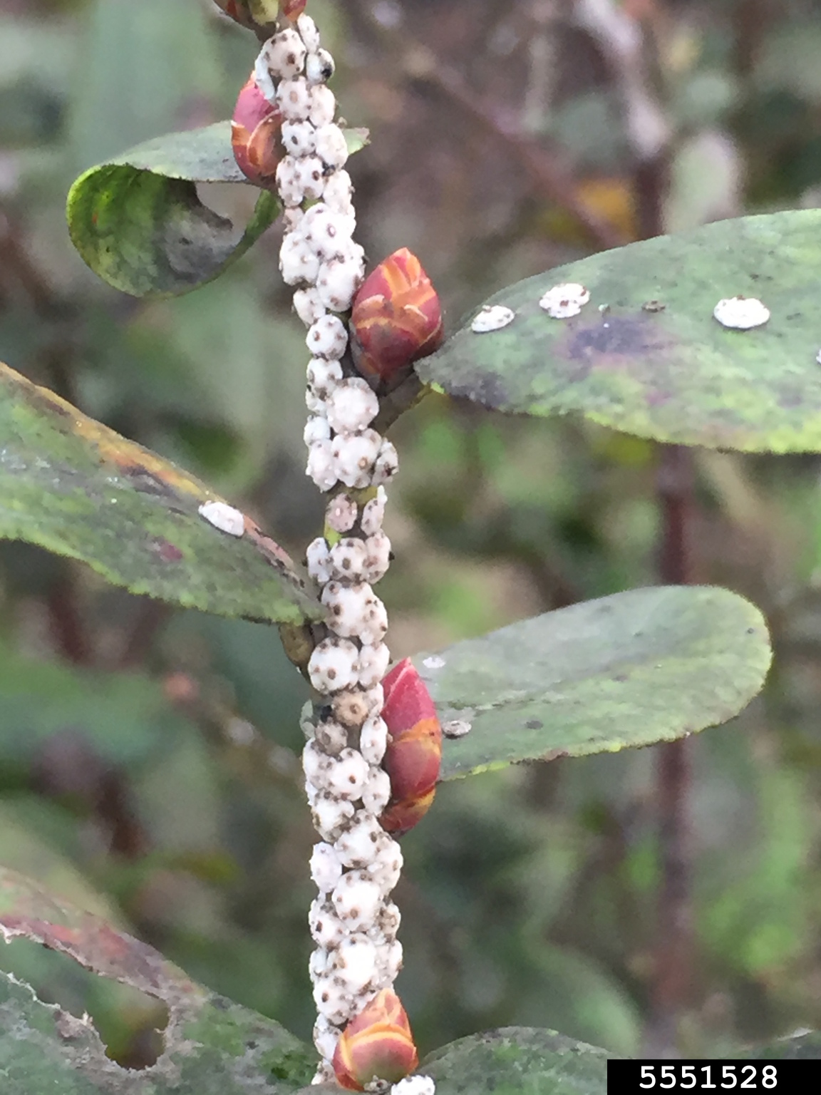 aphids, leafhoppers, planthoppers, scale insects, true bugs and allies ...