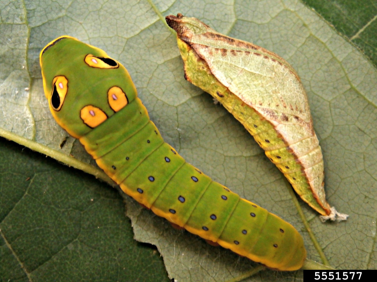 spicebush swallowtail (Papilio troilus)