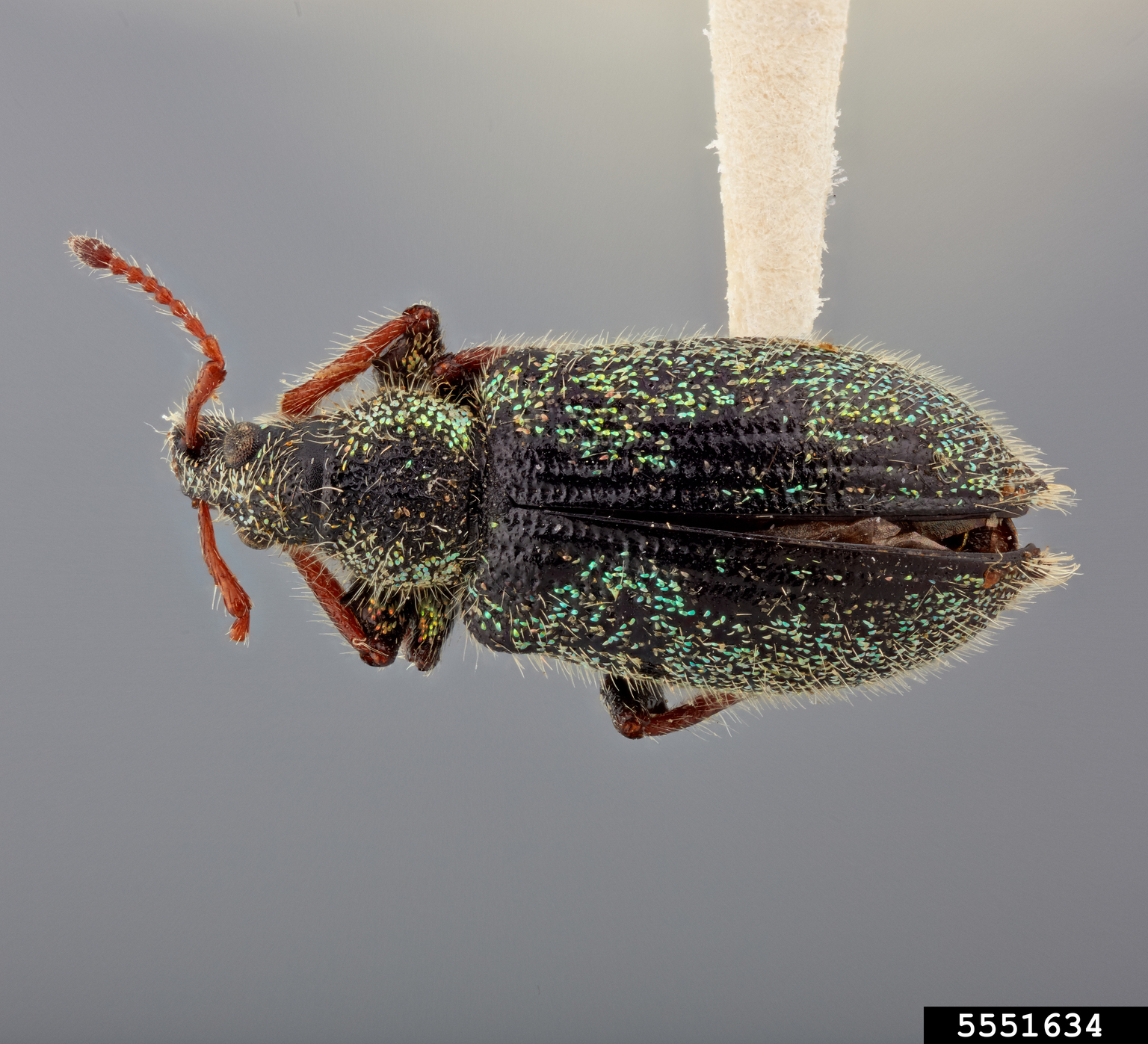 beetle (Phyllobius betulae Linnaeus)