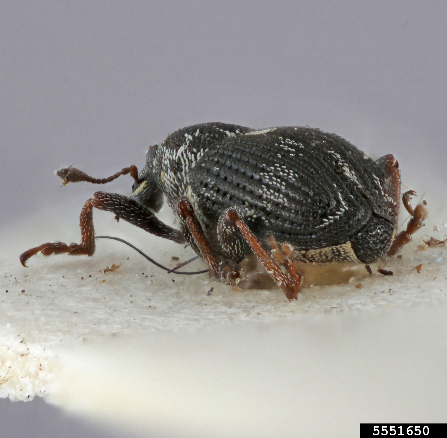 beetle (Rhinoncus perpendicularis Reich)