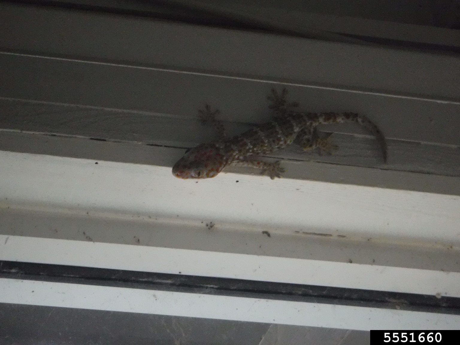 tokay gekko (Gekko gecko)