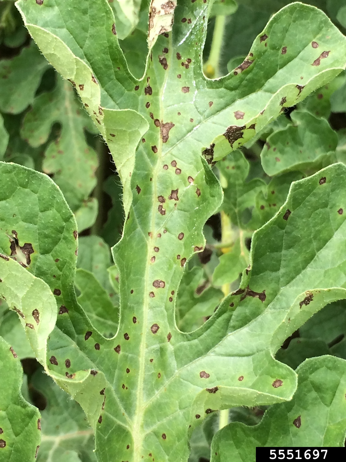 anthracnose (general)