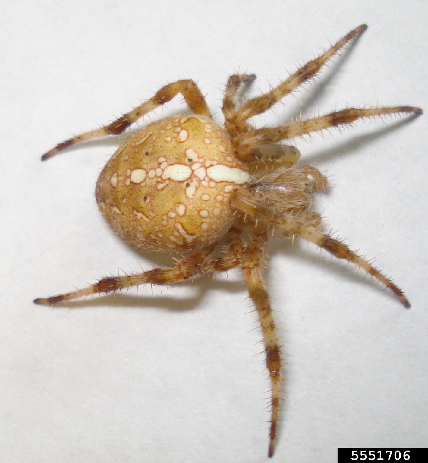 cross spider (Araneus diadematus Clerck,1757)