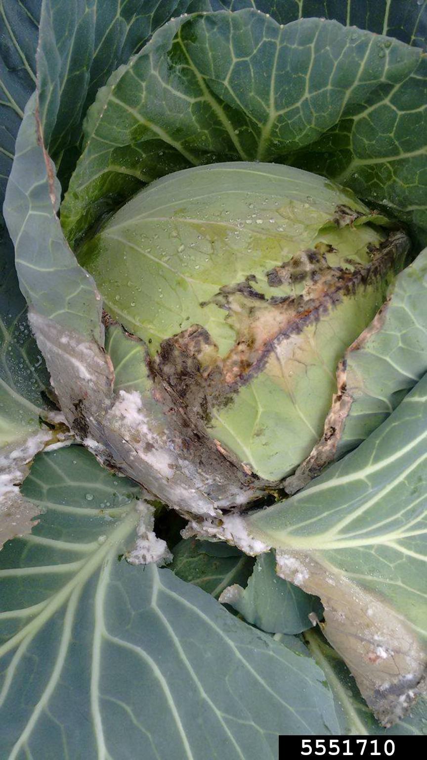 Sclerotinia timber rot (Sclerotinia sclerotiorum (Lib.) de Bary)