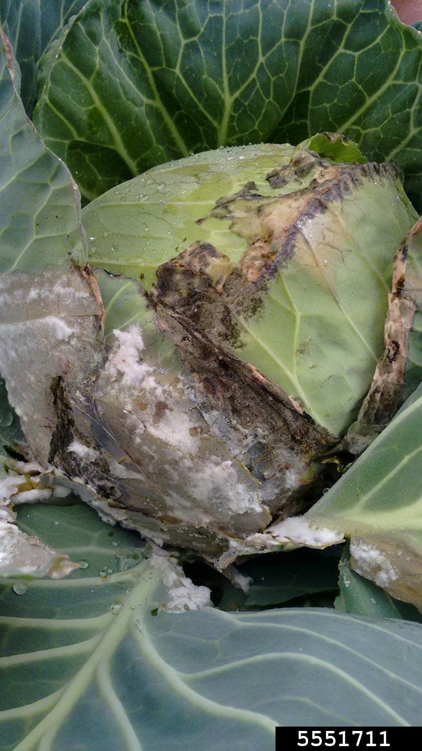 Sclerotinia timber rot (Sclerotinia sclerotiorum (Lib.) de Bary)