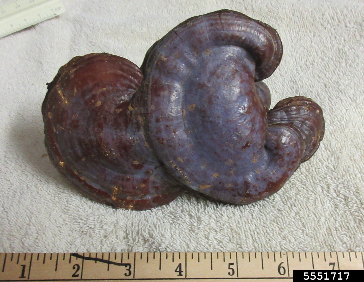 Ganoderma root and butt rot (Ganoderma lucidum)