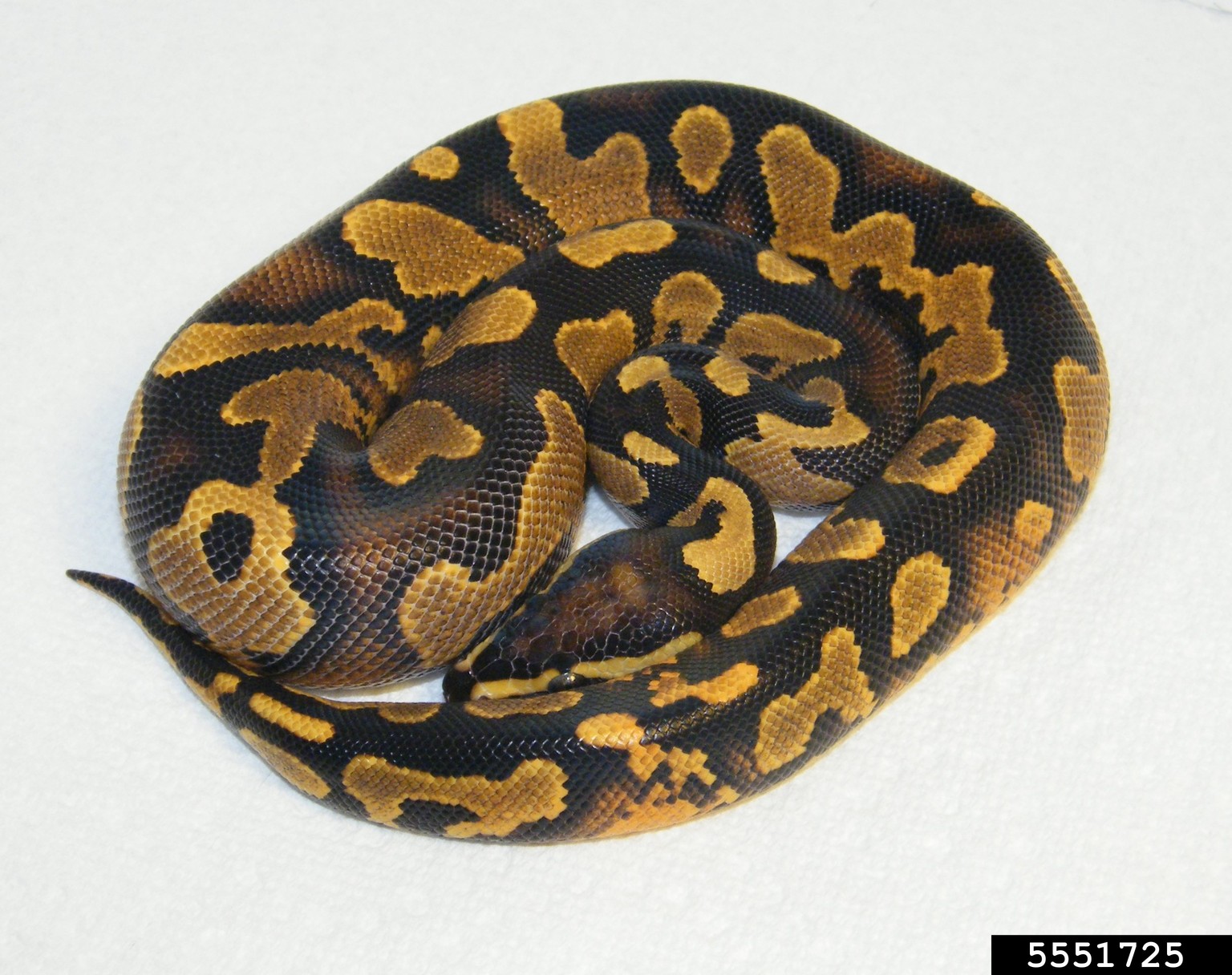 ball python (Python regius)