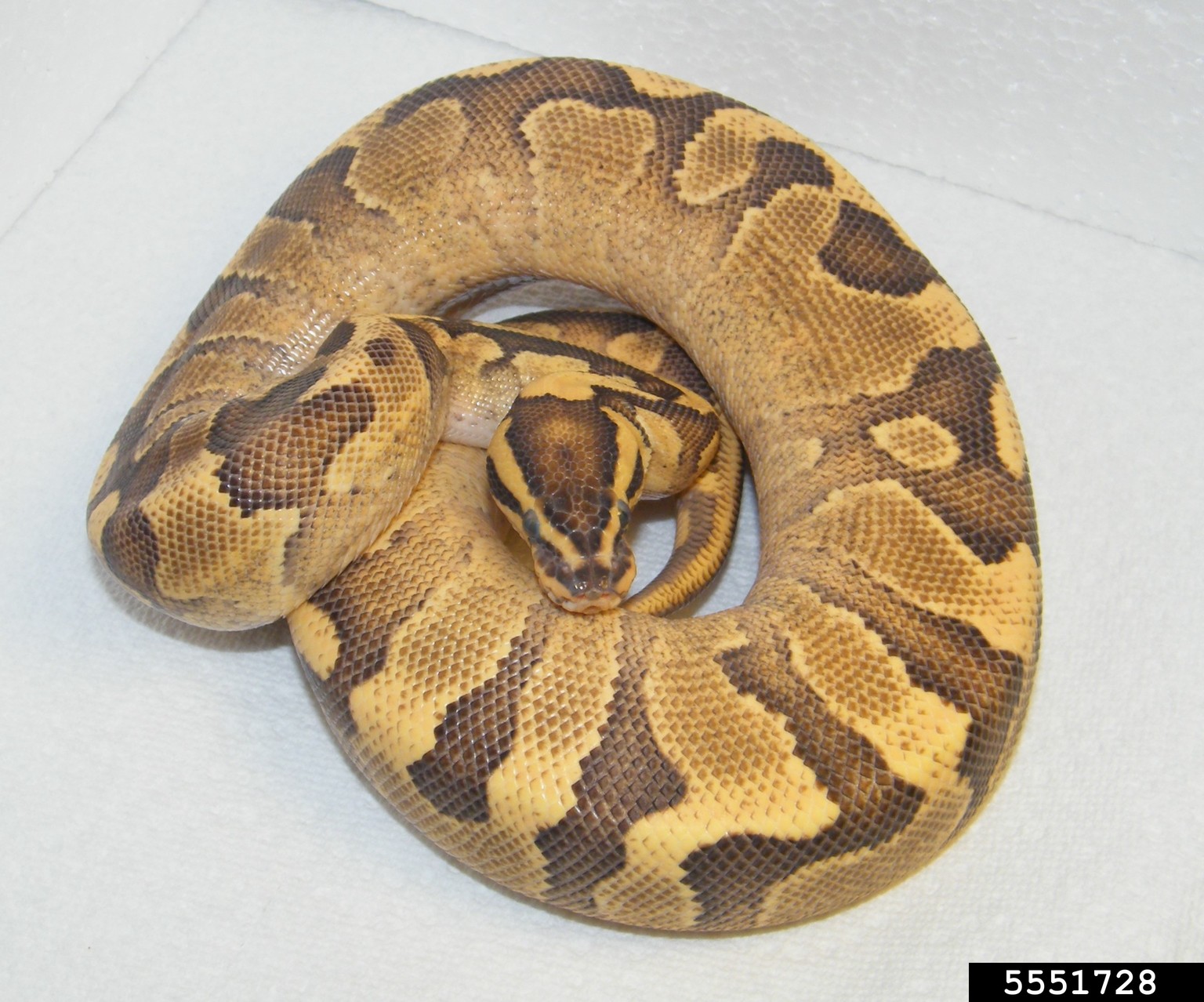 ball python (Python regius)