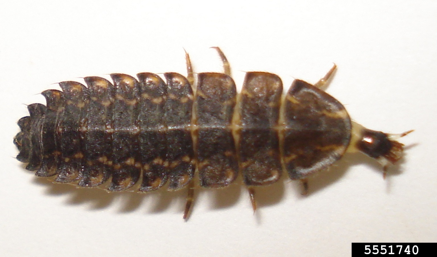 fireflies (Genus Photuris)