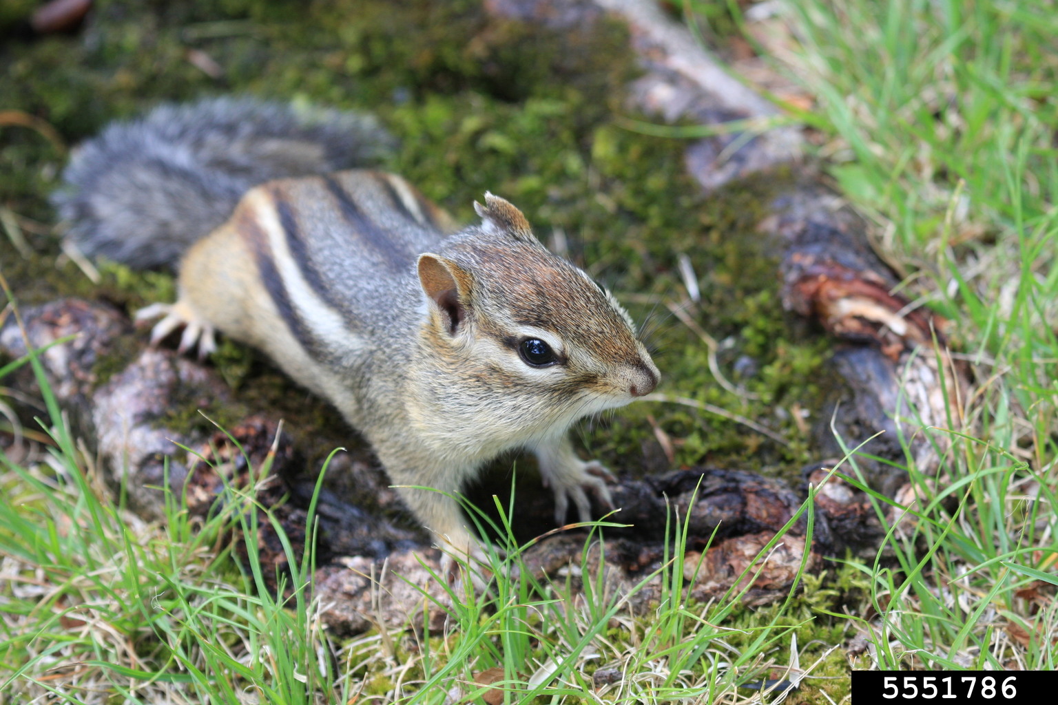 eastern chipmunk (Tamias striatus)