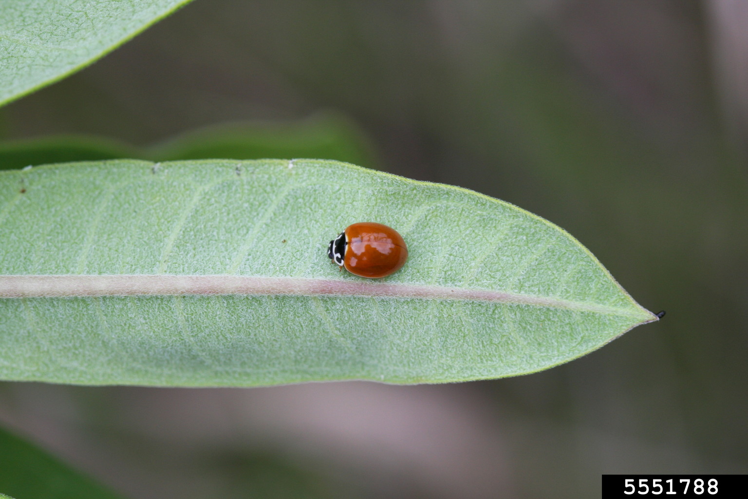 red lady beetle (Cycloneda munda (Say, 1835))