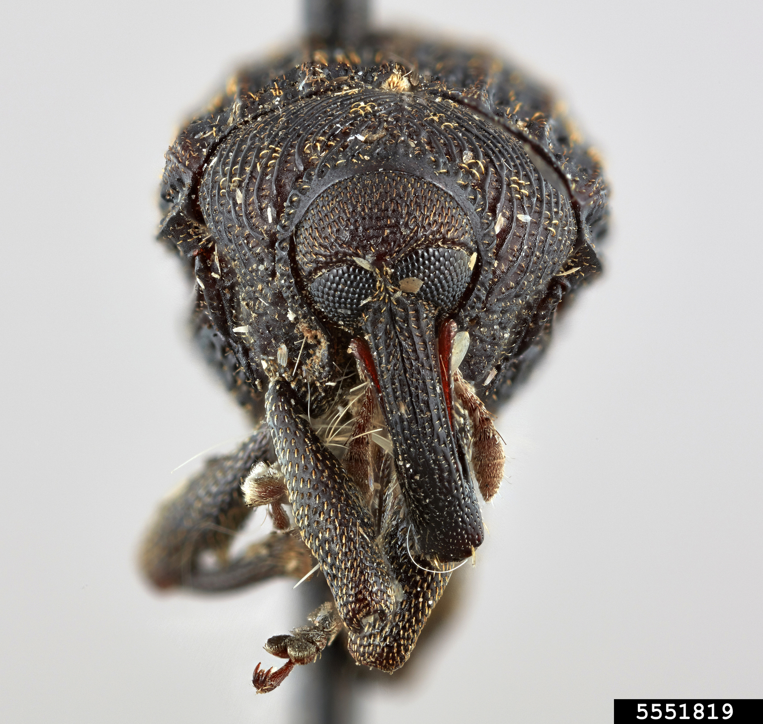weevil (Rhyssomatus palmacollis)