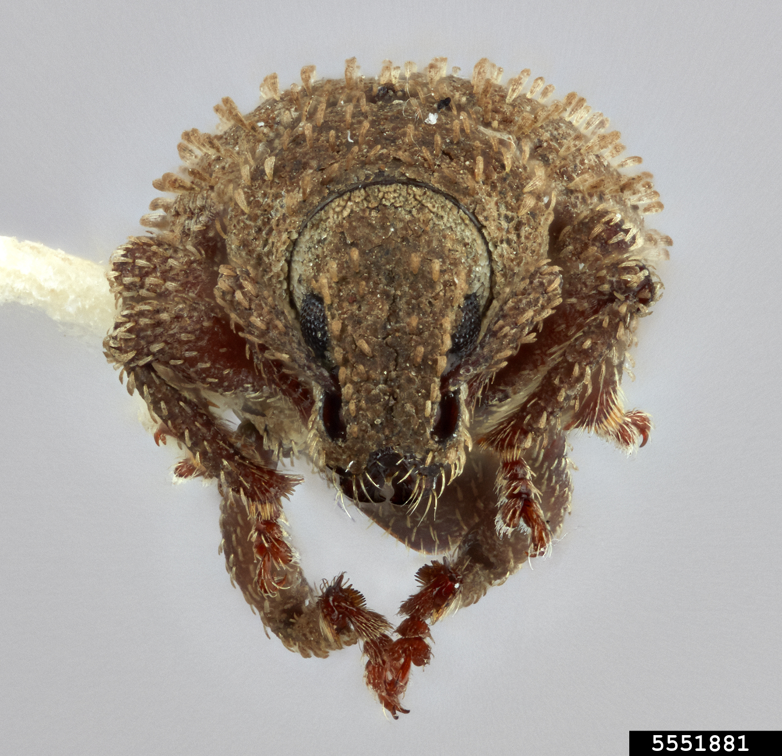 broad-nosed weevil (Trachyphloeus aristatus (Gyllenhal))