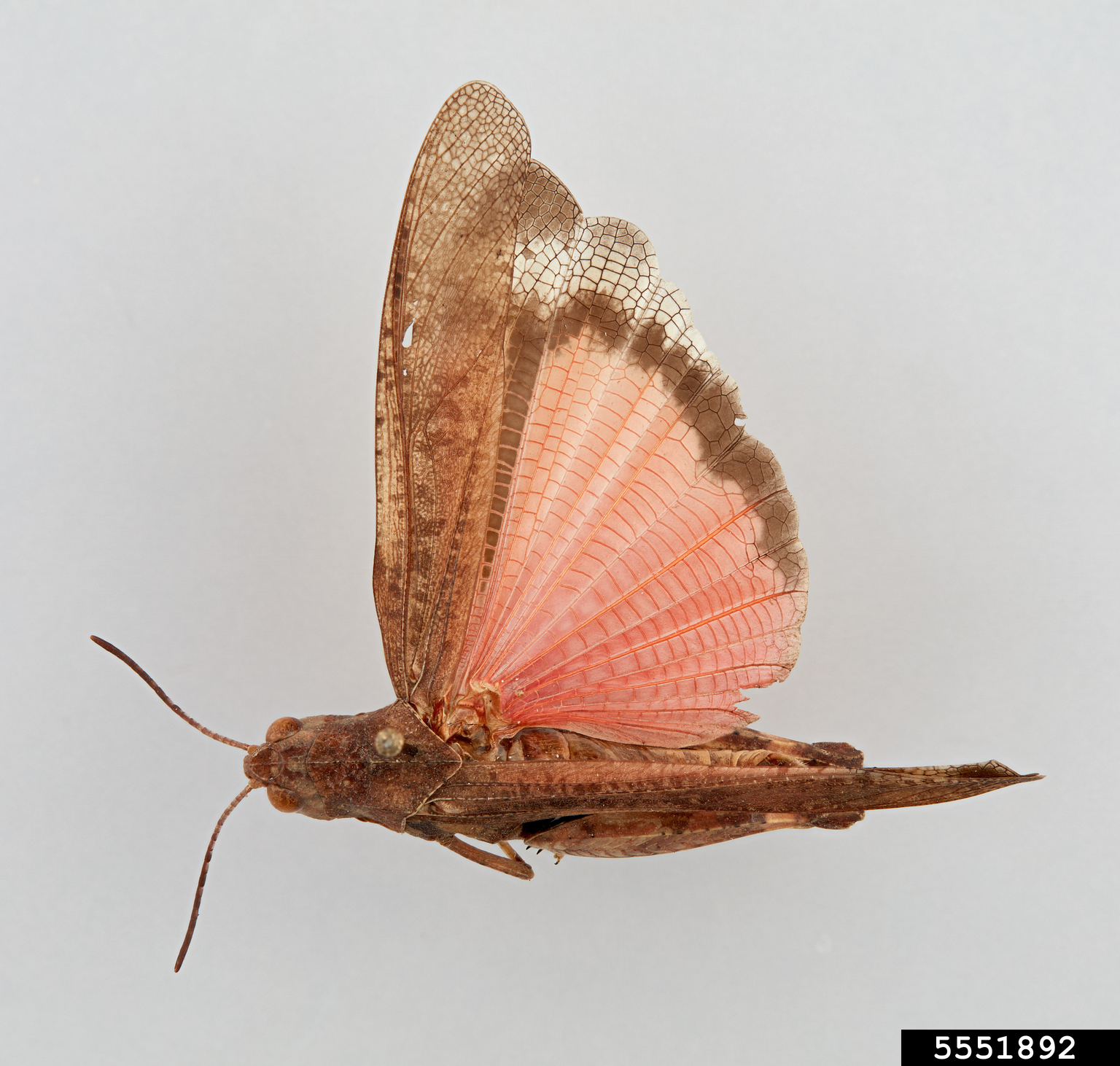 plains yellow-winged grasshopper, Arphia simplex (Orthoptera: Acrididae ...