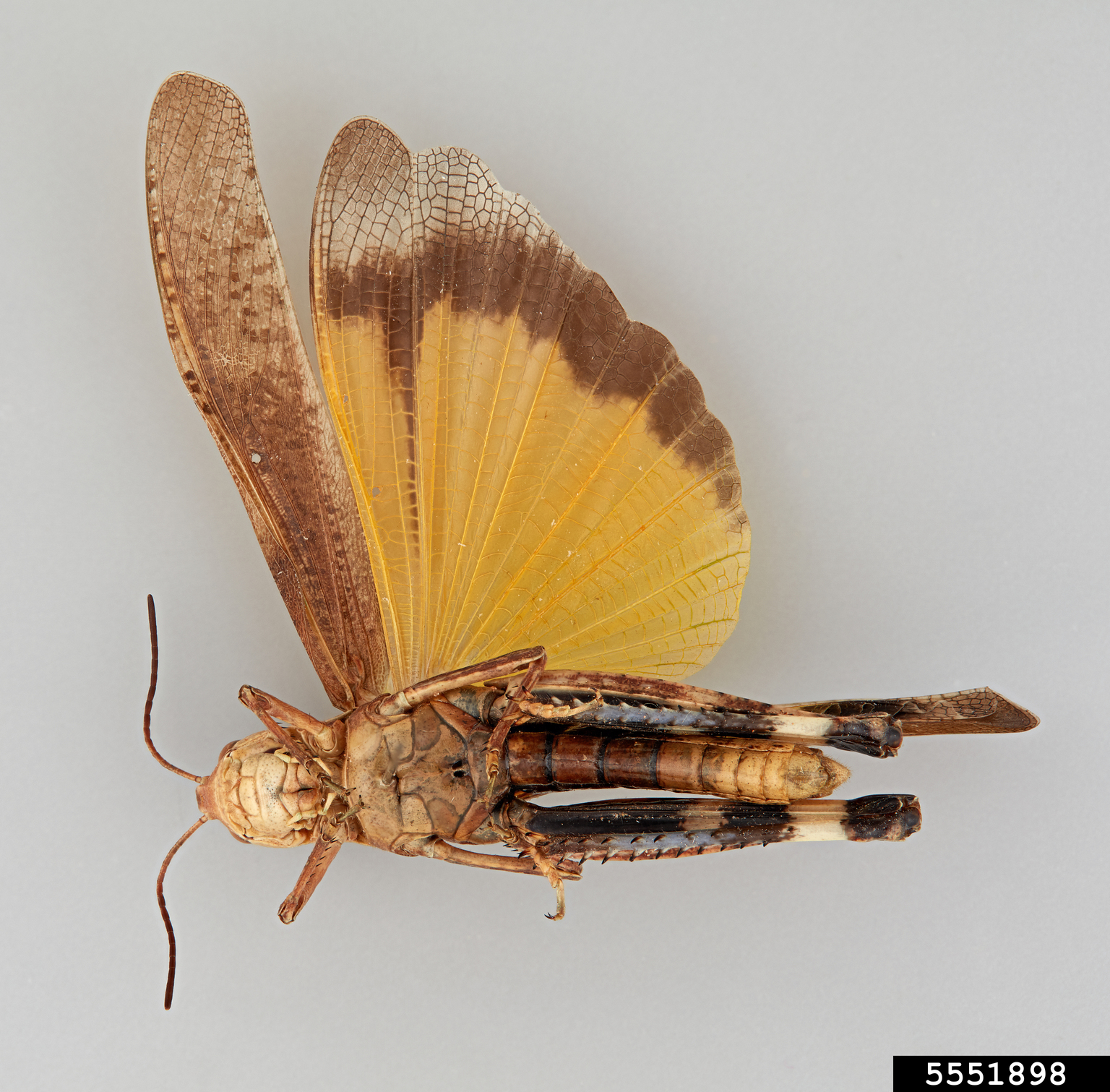 plains yellow-winged grasshopper (Arphia simplex Scudder, 1875)