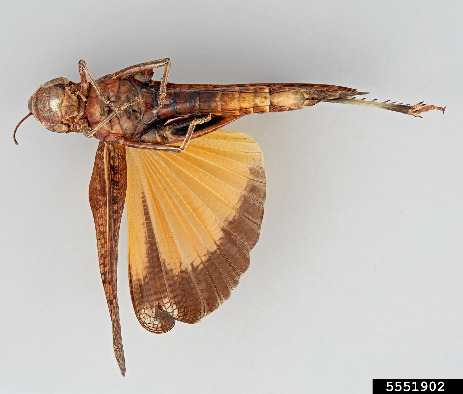 plains yellow-winged grasshopper (Arphia simplex)