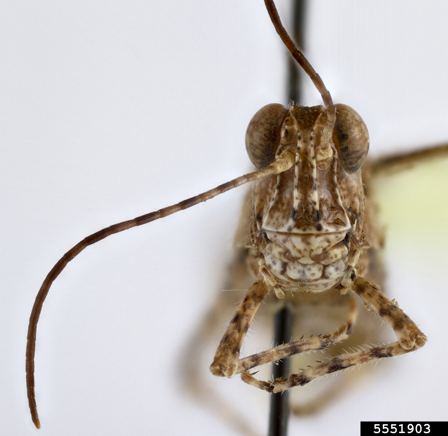 cristate grasshopper (Conozoa texana Bruner, 1889)