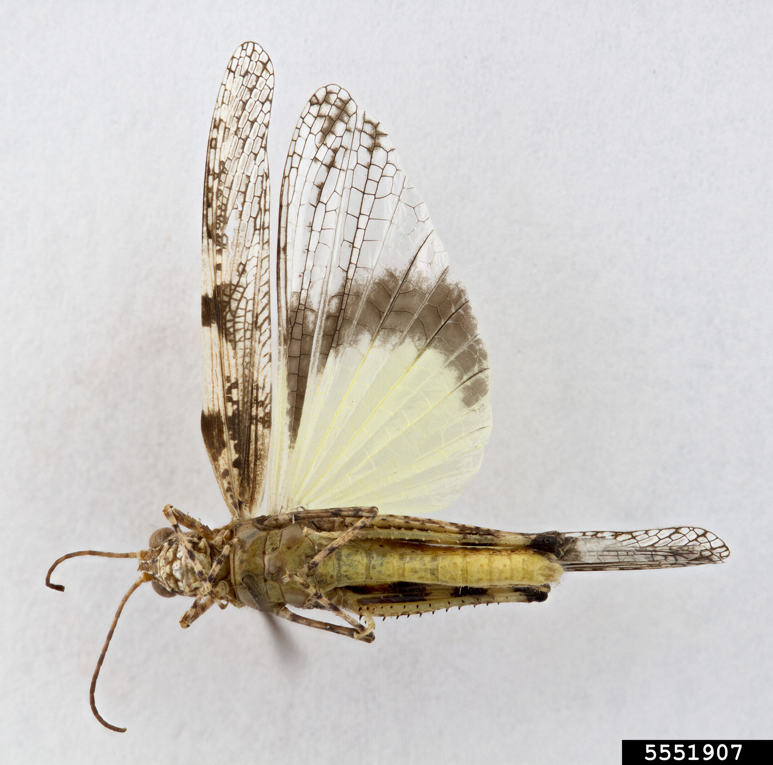 cristate grasshopper (Conozoa texana)