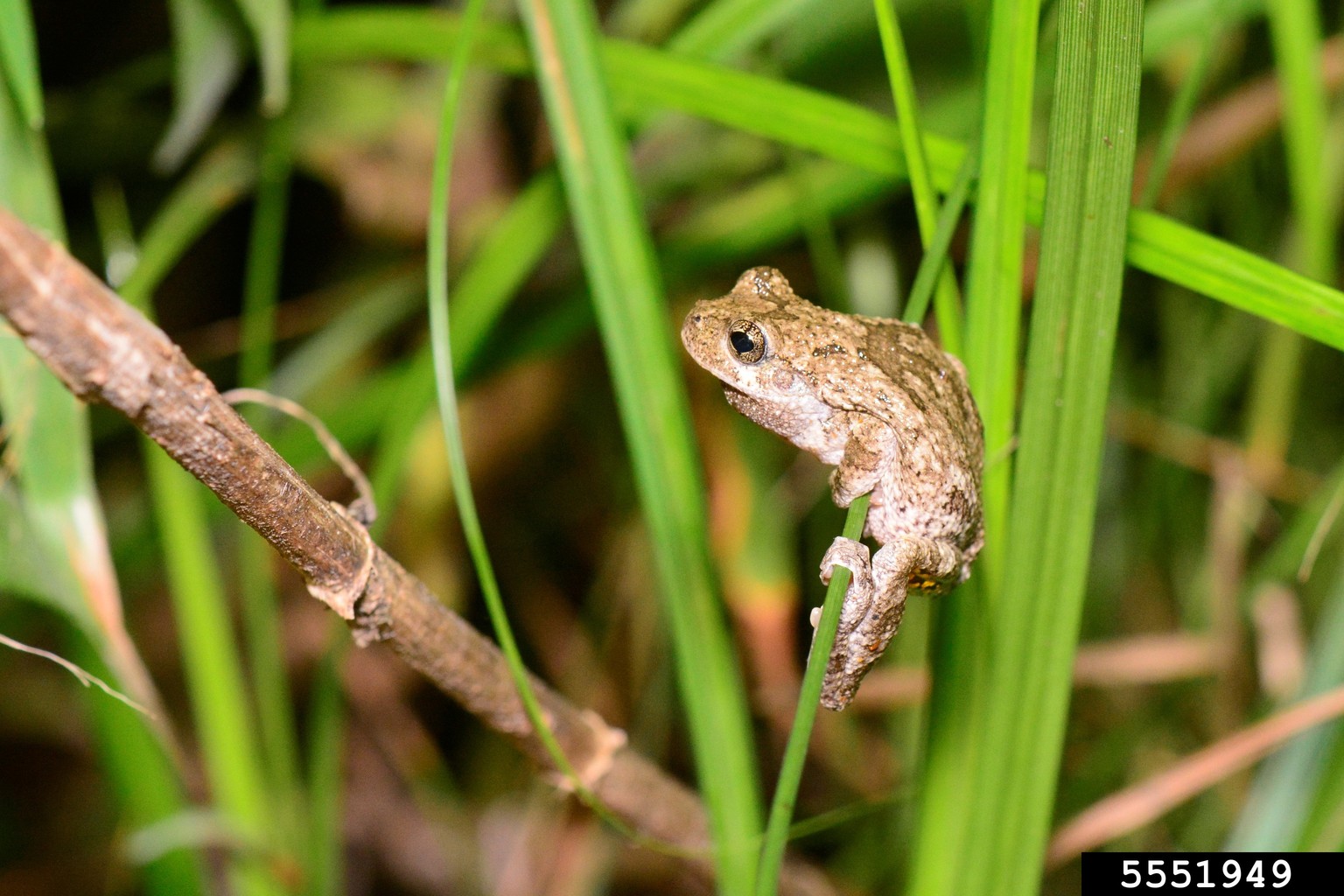 Cope's gray tree frog (Hyla chrysoscelis)