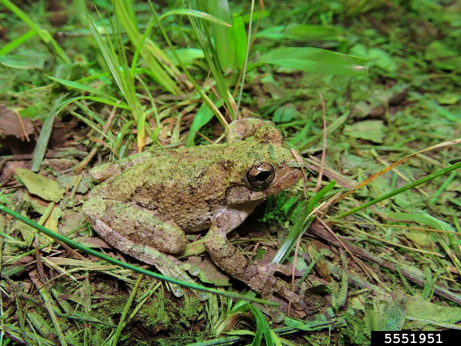 Cope's gray tree frog (Hyla chrysoscelis)
