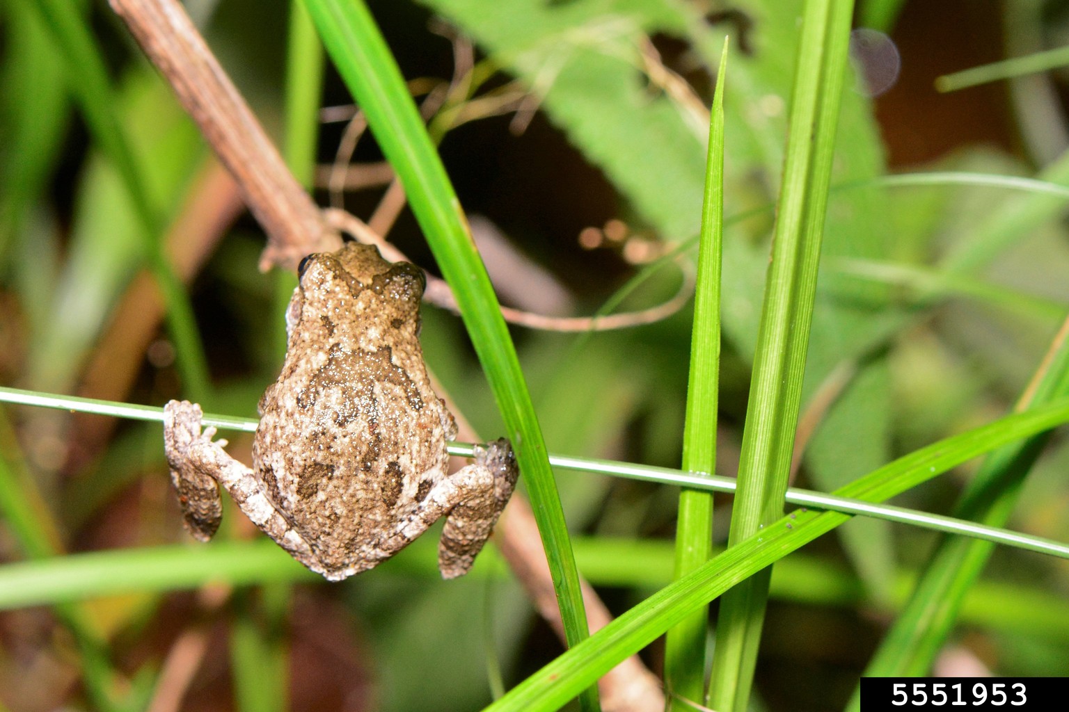 Cope's gray tree frog (Hyla chrysoscelis)