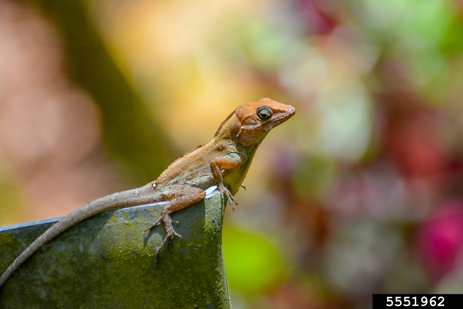 largehead anole (Anolis cybotes Cope, 1862)