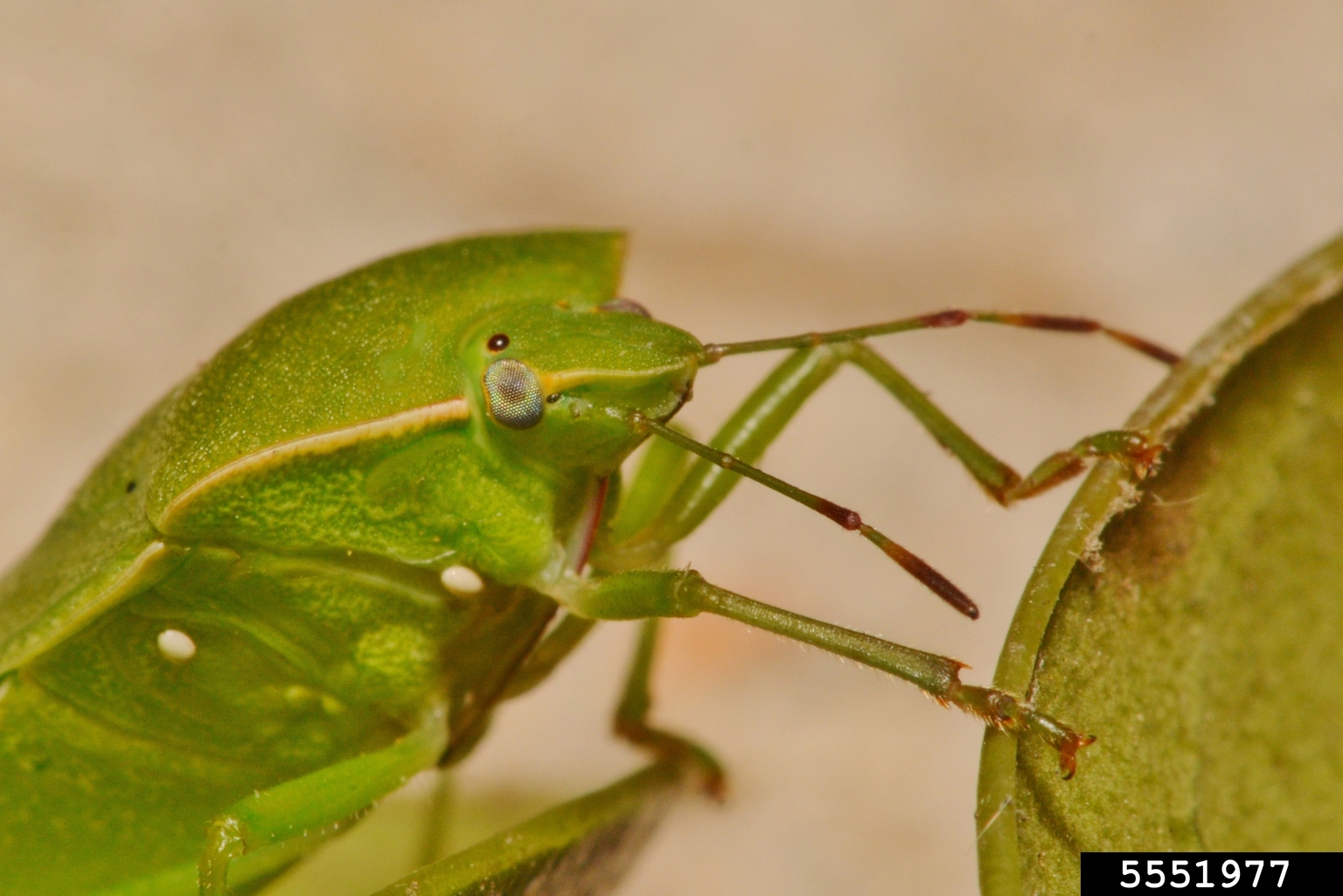 green stink bug (Chinavia hilaris)