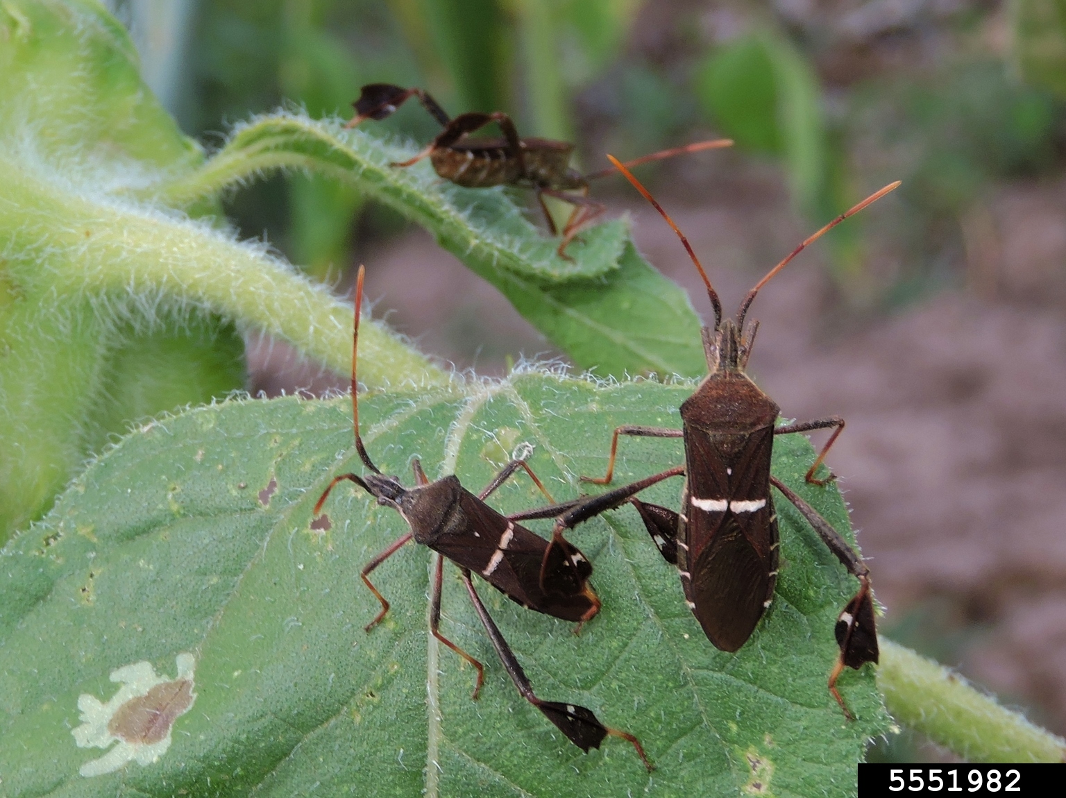 leaffooted bug (Leptoglossus phyllopus)
