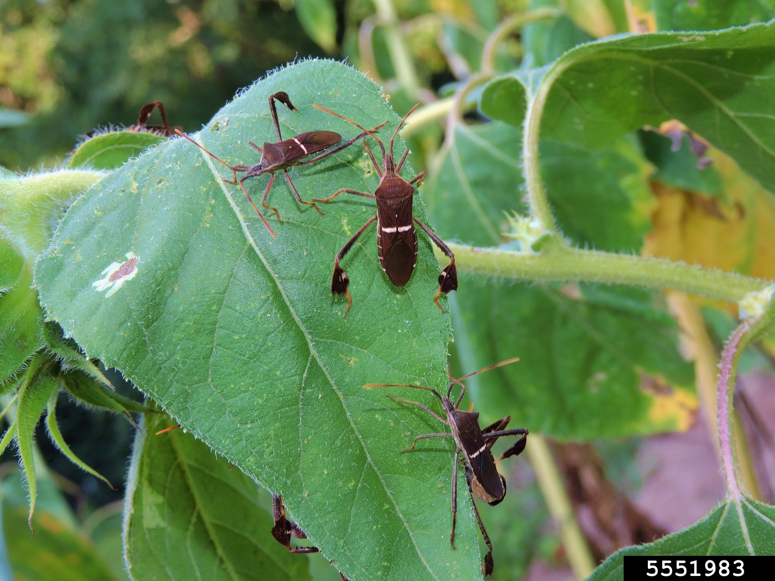 leaffooted bug (Leptoglossus phyllopus (Linnaeus))