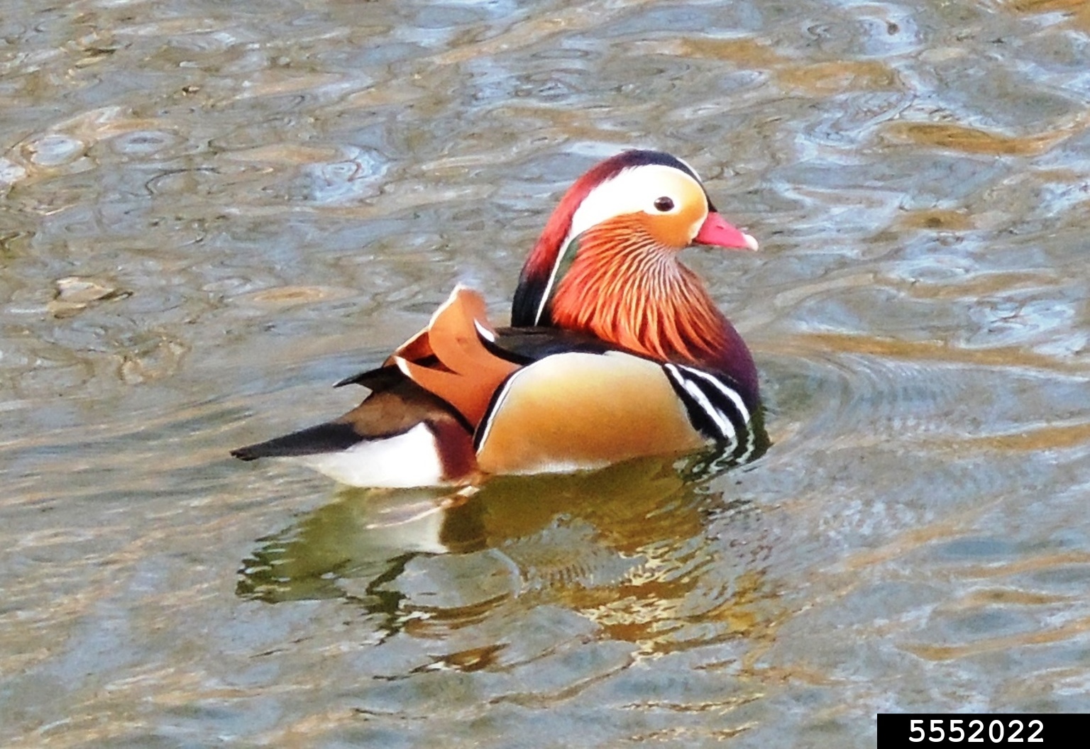 Mandarin duck (Aix galericulata (Linnaeus, 1758))