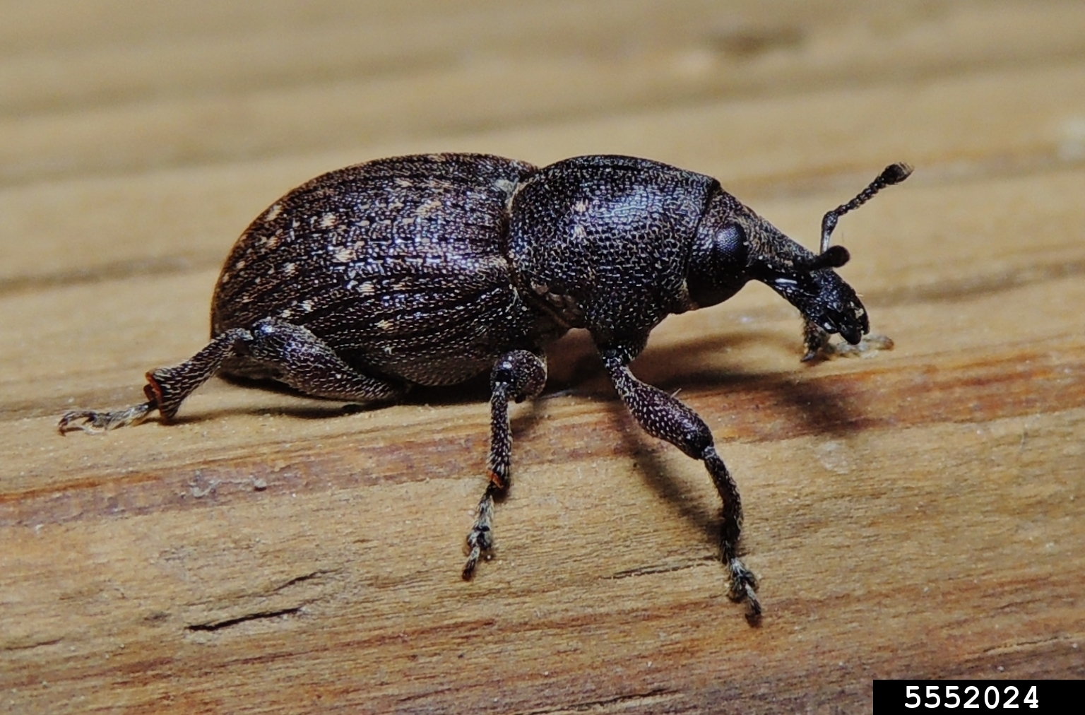 pitch-eating weevil (Pachylobius picivorus (Germar, 1824))
